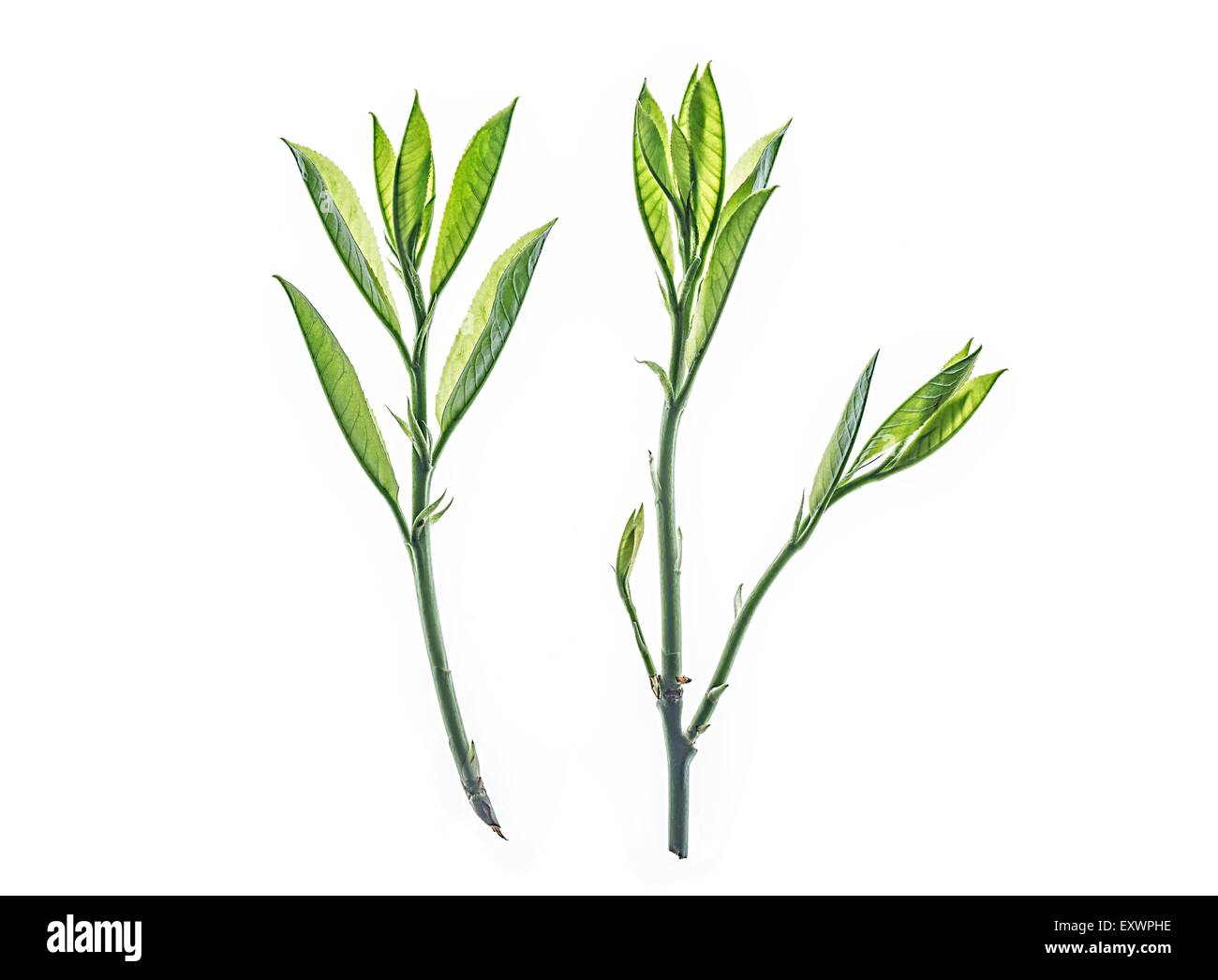 Two cherry laurel twigs Stock Photo - Alamy