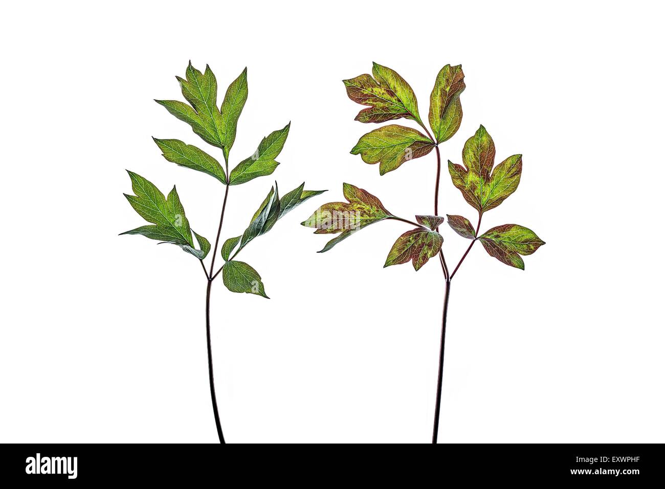 Peony leaves hi-res stock photography and images - Alamy