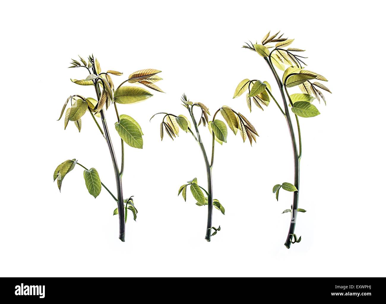 Twigs of walnut tree Stock Photo - Alamy
