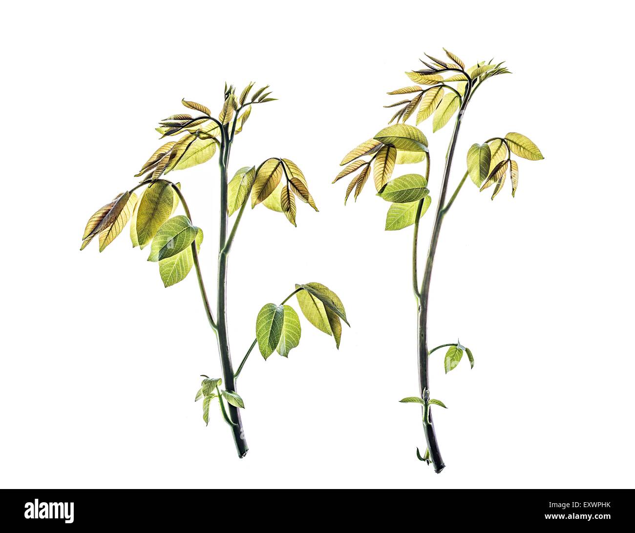 Twigs of walnut tree Stock Photo - Alamy