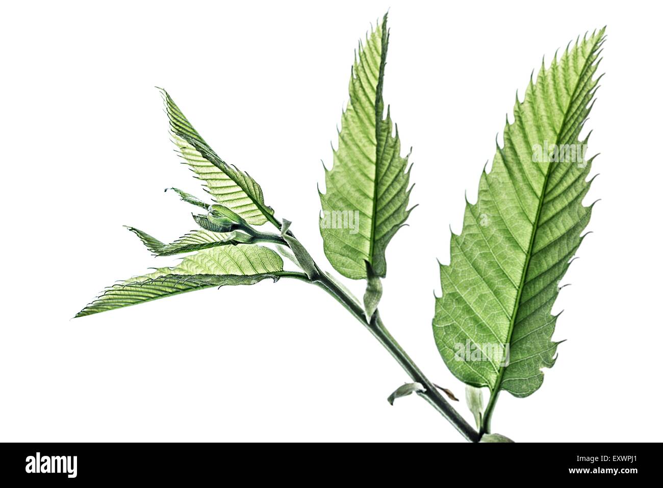 Twig of sweet chestnut tree Stock Photo - Alamy