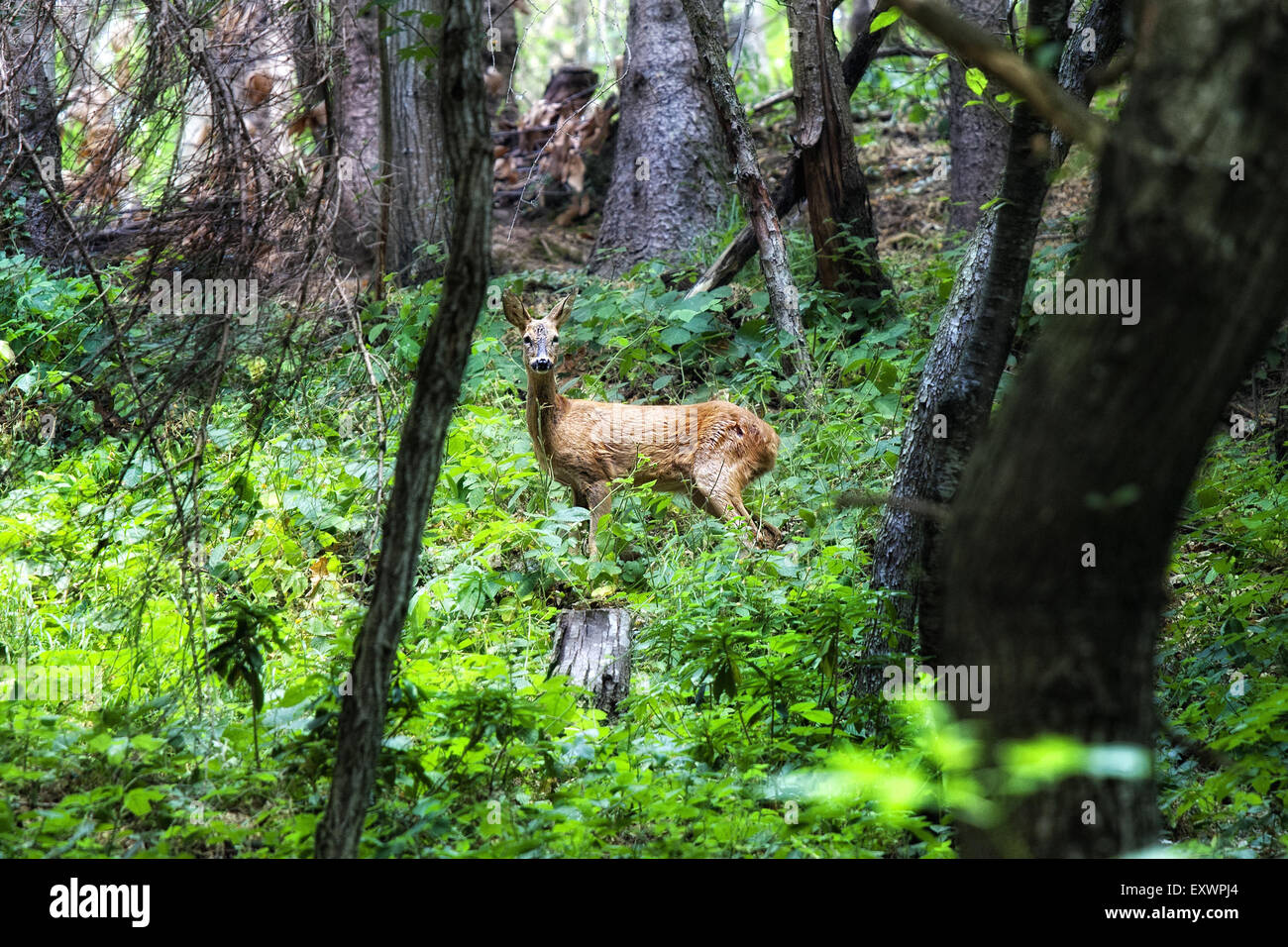 Deer shot hi-res stock photography and images - Alamy