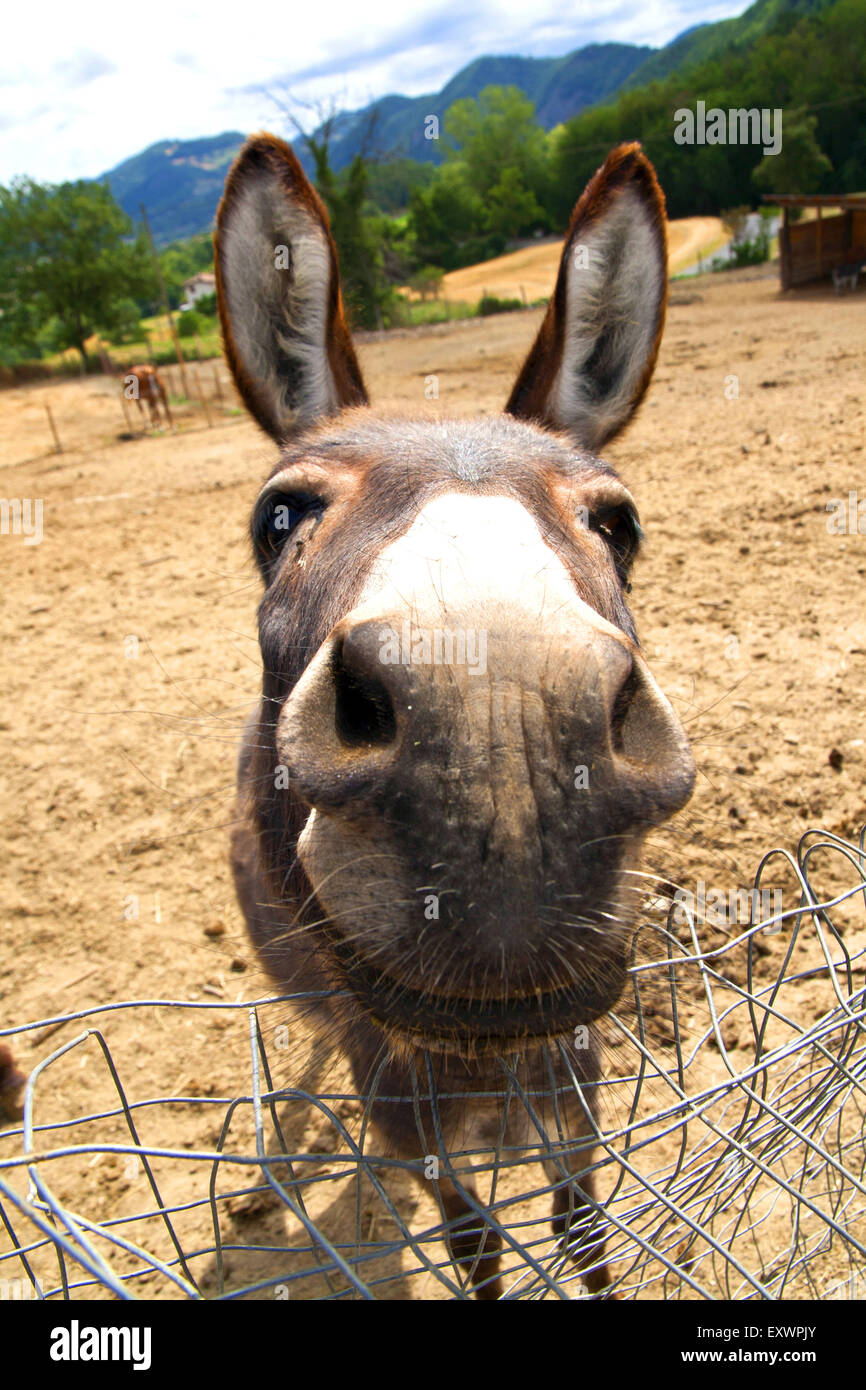 Close up of a donkey on the field Stock Photo - Alamy