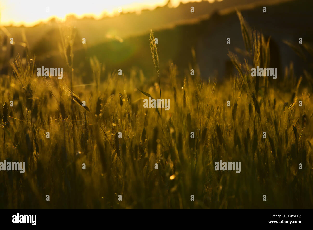 Crop at sunset hi-res stock photography and images - Alamy