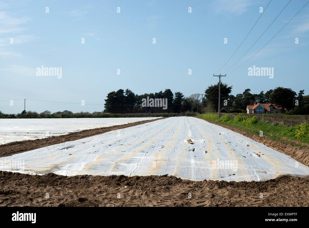 Agricultural fleece cover a potato crop Stock Photo - Alamy