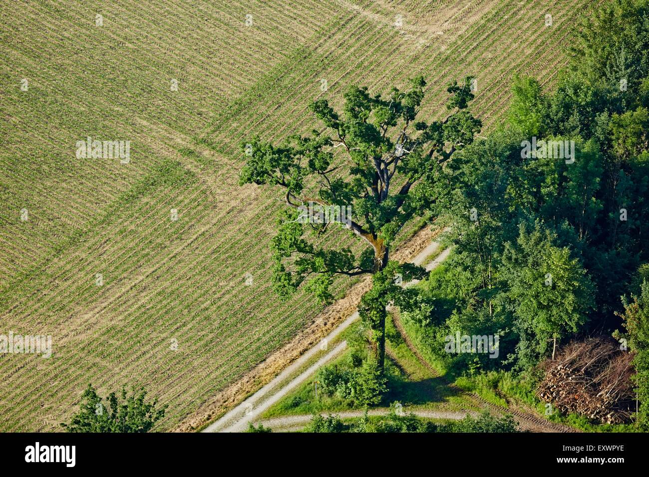 Aerial view oak tree hi-res stock photography and images - Alamy