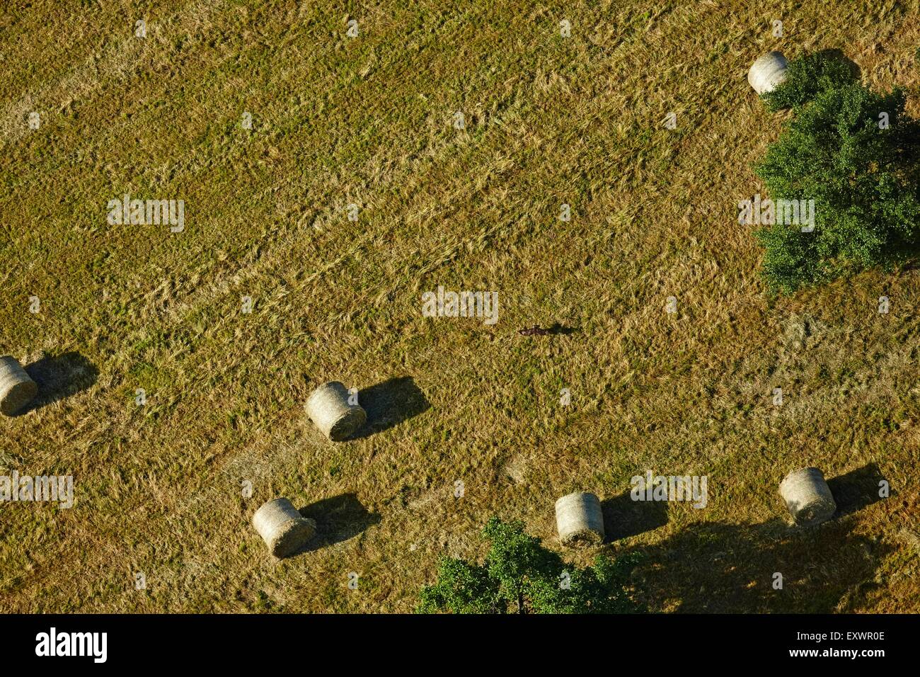 Buzzard on field with bales of hay, Baden-Wuerttemberg, Germany, aerial ...