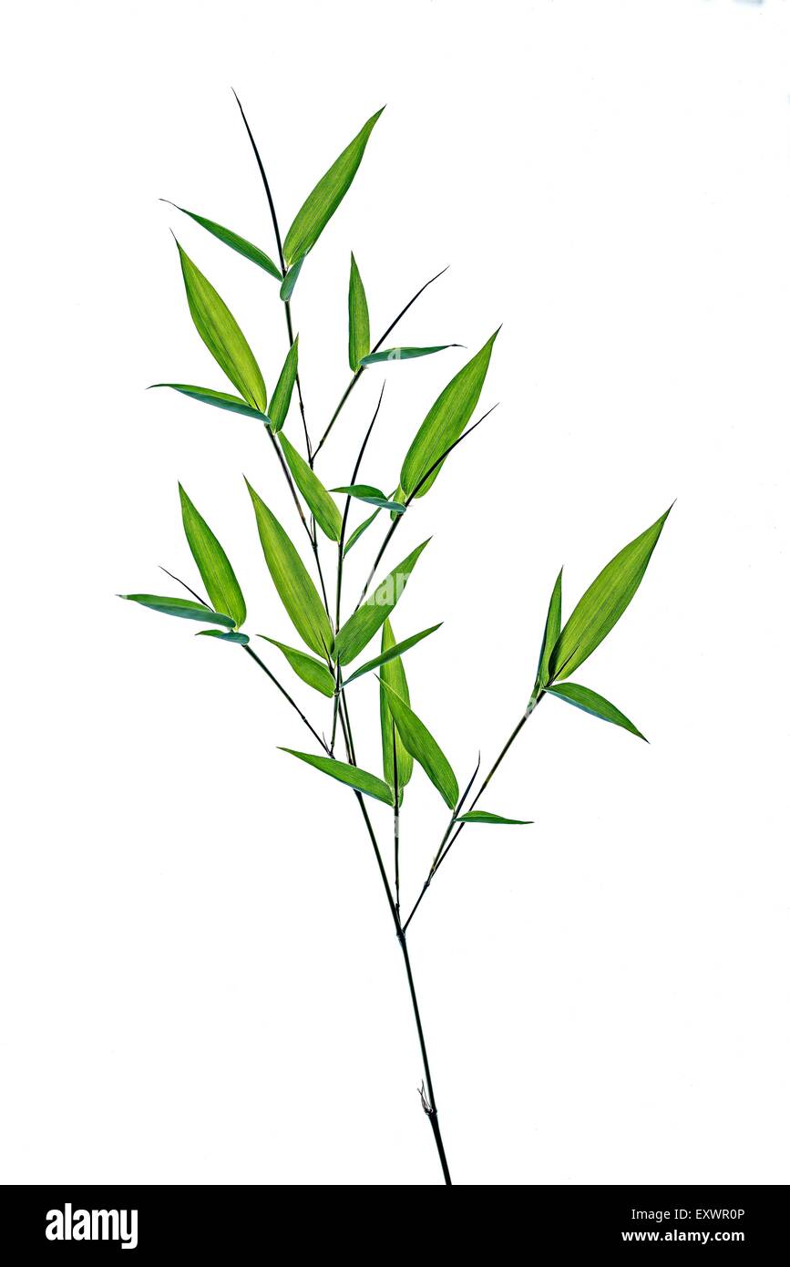 Bamboo Cut Out Stock Images & Pictures - Alamy