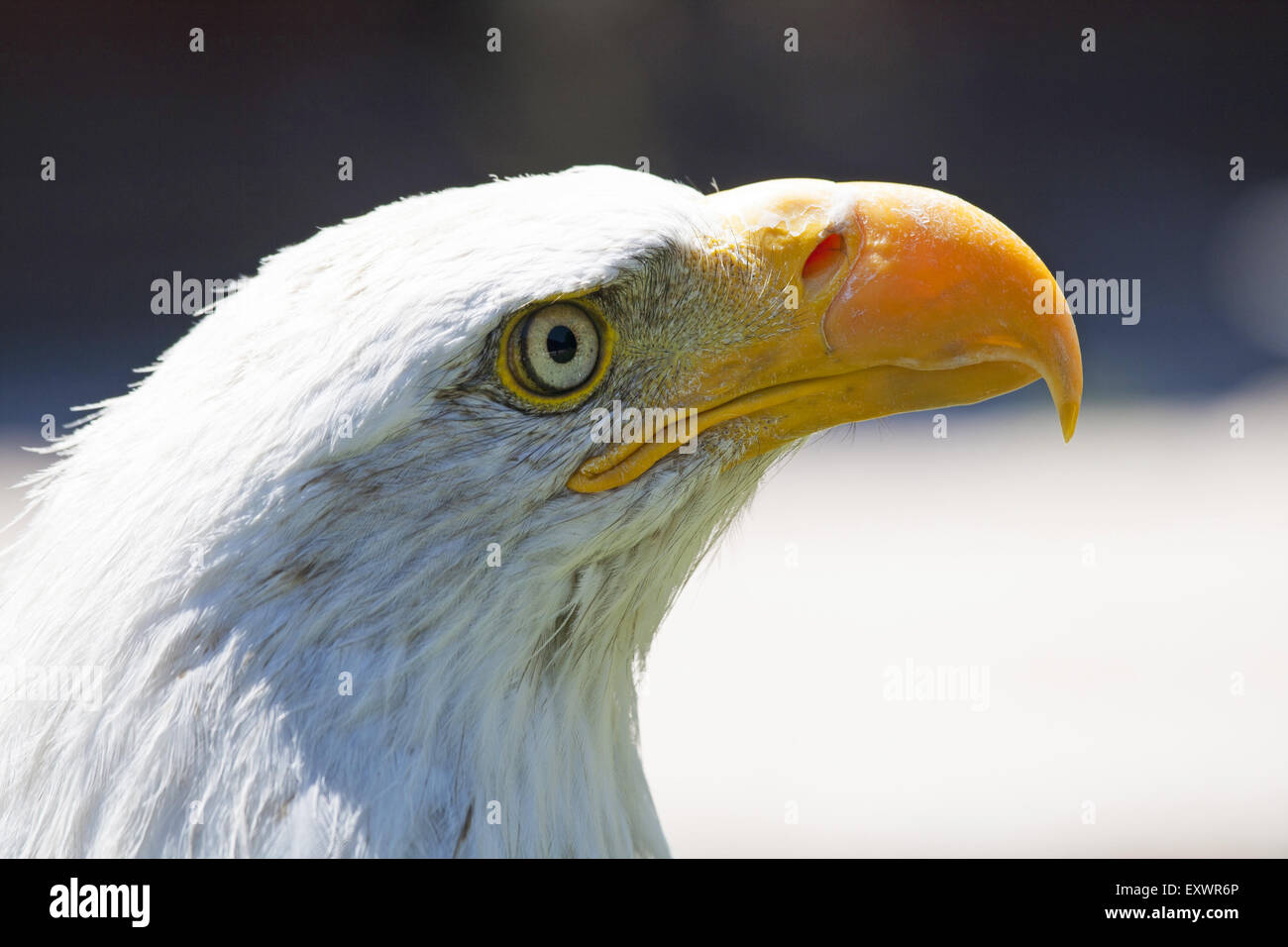 Whitehead bird hi-res stock photography and images - Alamy