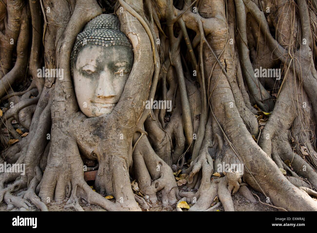 Buddha head entangled in tree roots in historic park of Ayutthaya ...