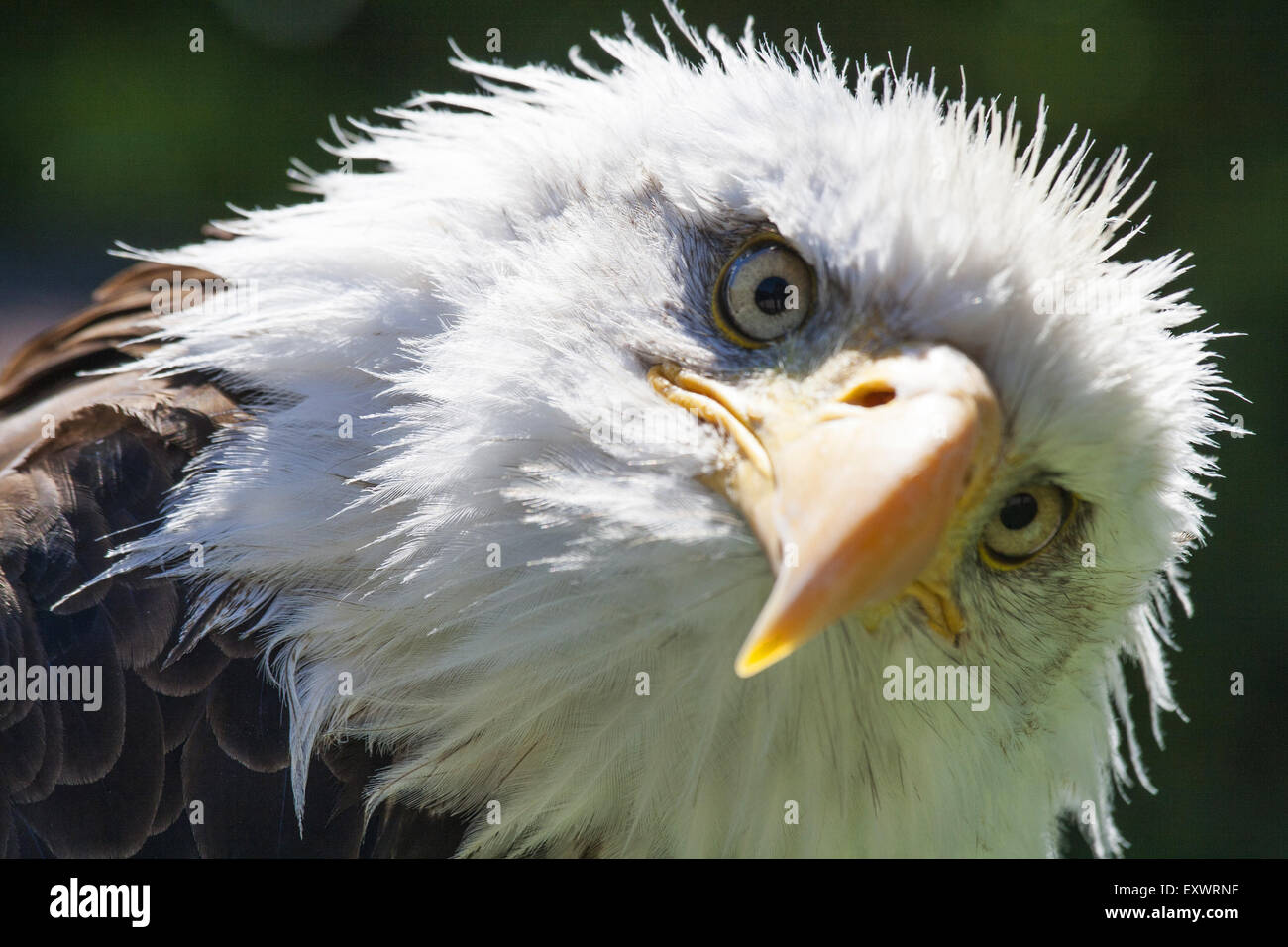A beautiful North American Bald Eagle Stock Photo - Alamy
