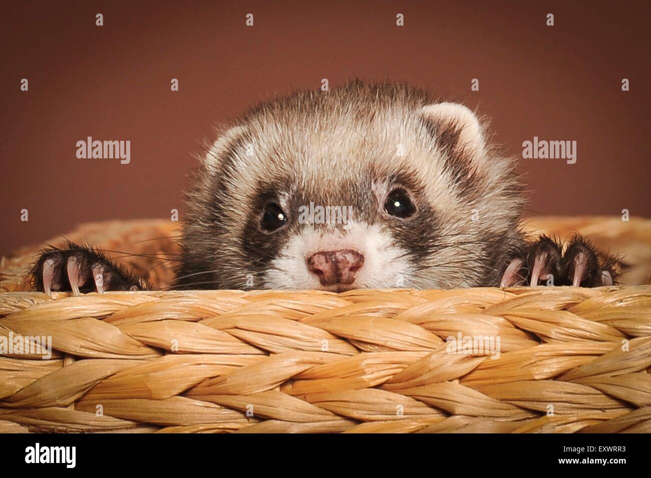 Polecat Coloured Ferret Stock Photos & Polecat Coloured Ferret Stock ...