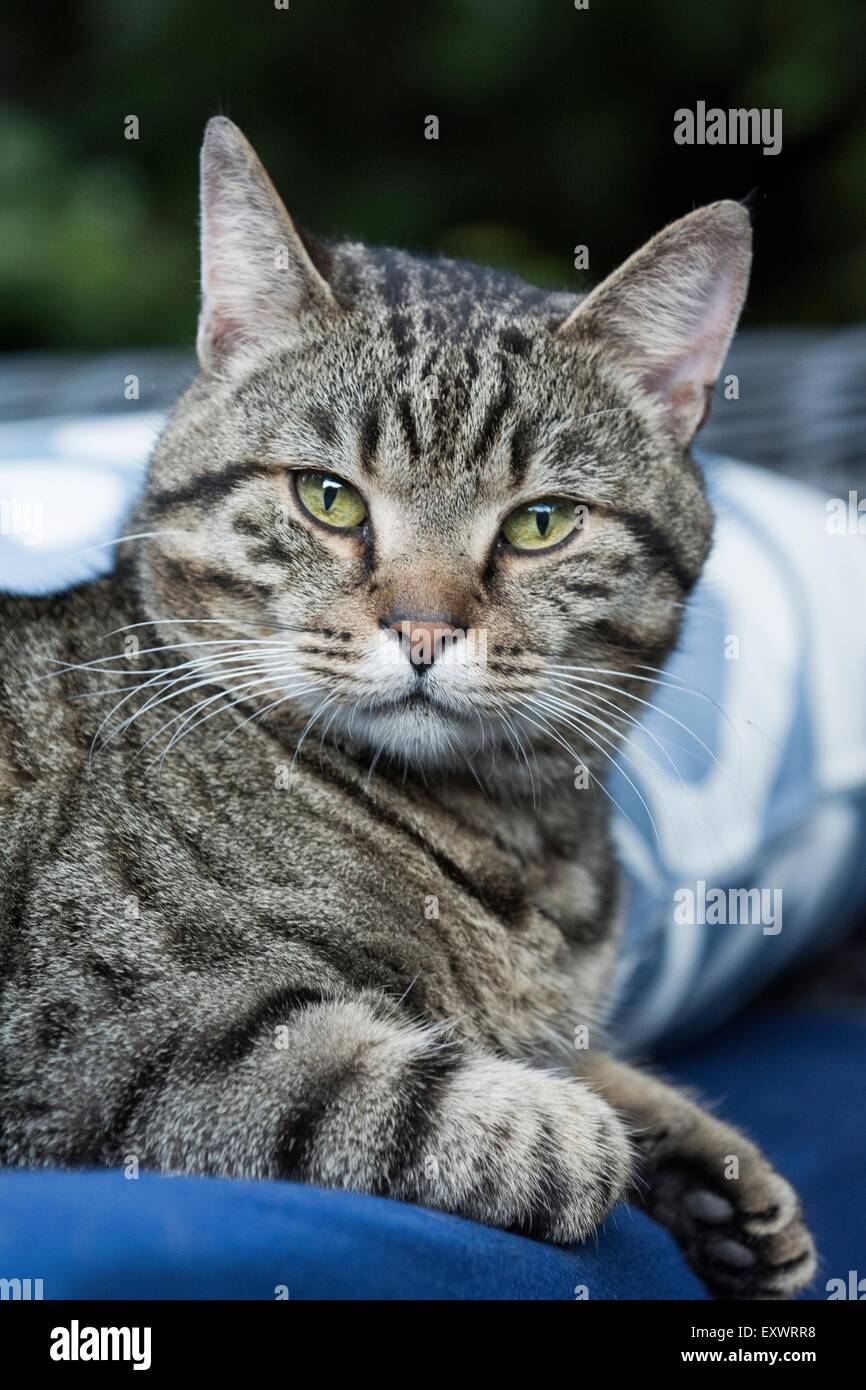 Portrait of tabby cat Stock Photo - Alamy