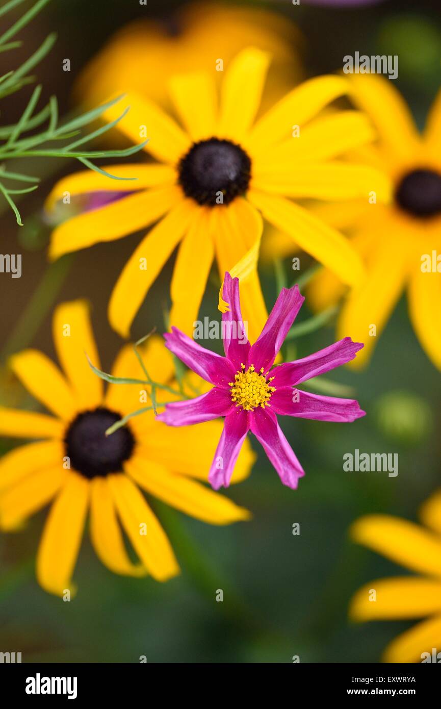 Cosmos flower plants hi-res stock photography and images - Alamy