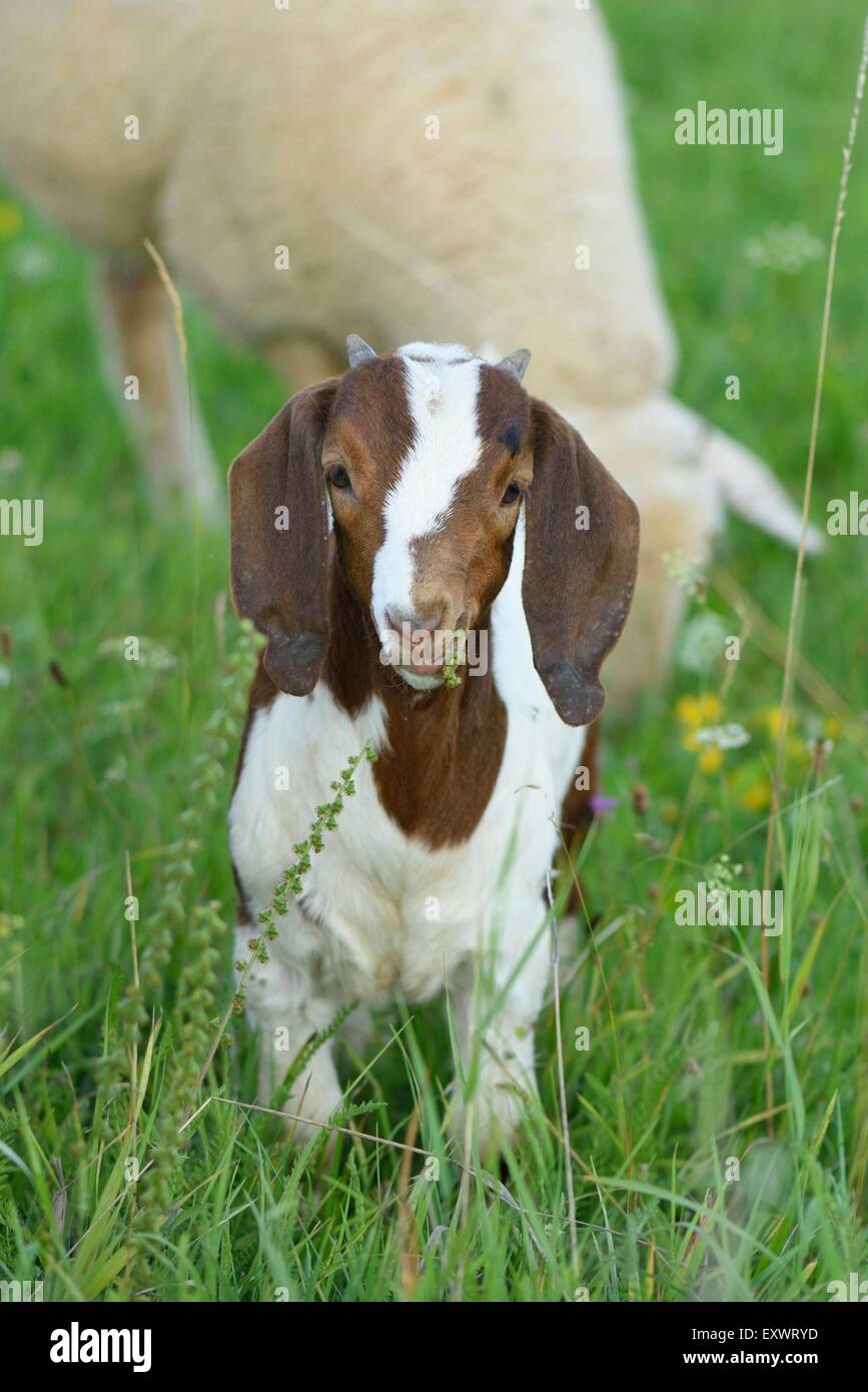 Sheep and goat hi-res stock photography and images - Alamy
