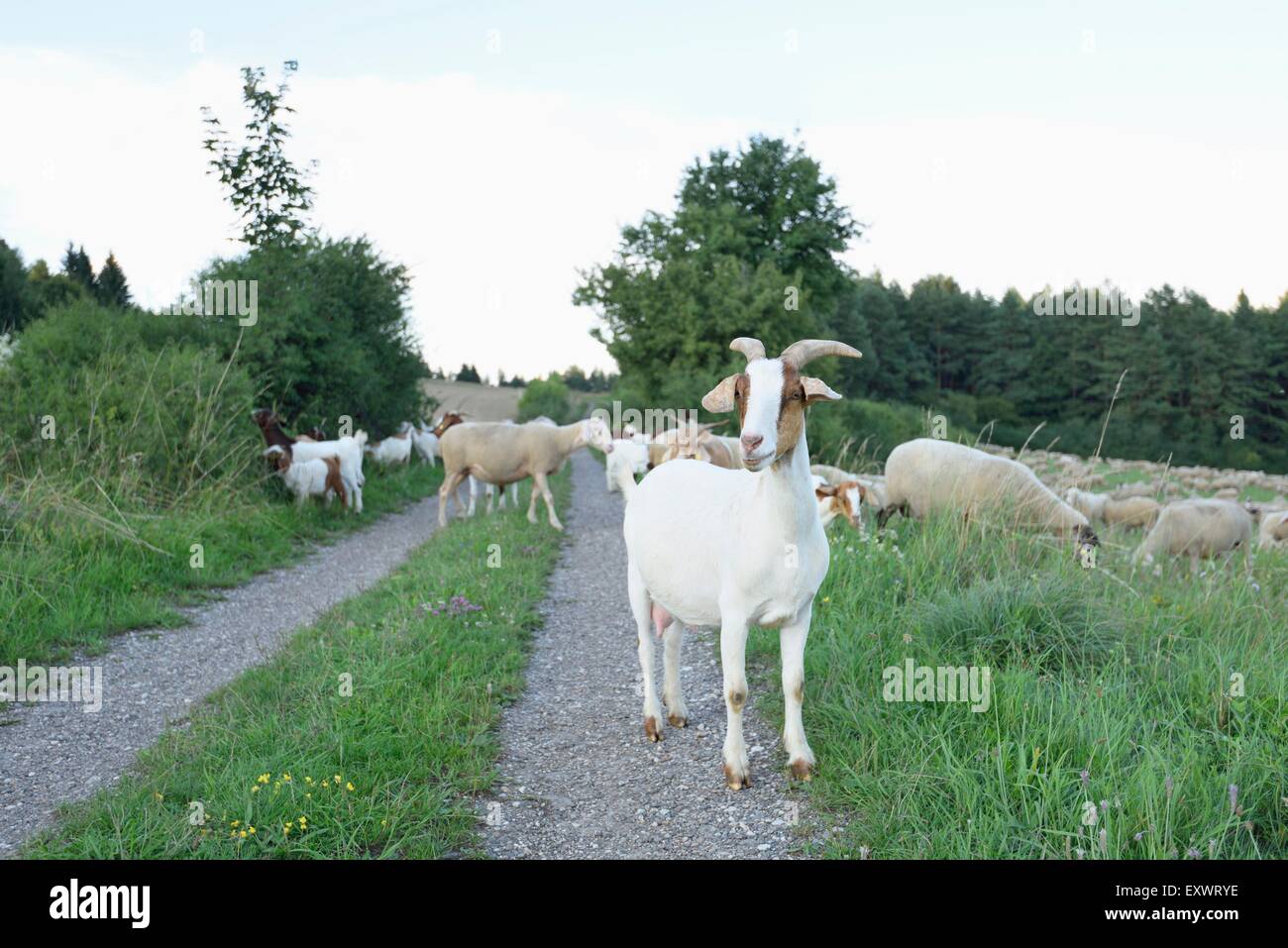 Sheeps and goats, Upper Palatinate, Bavaria, Germany, Europe Stock ...
