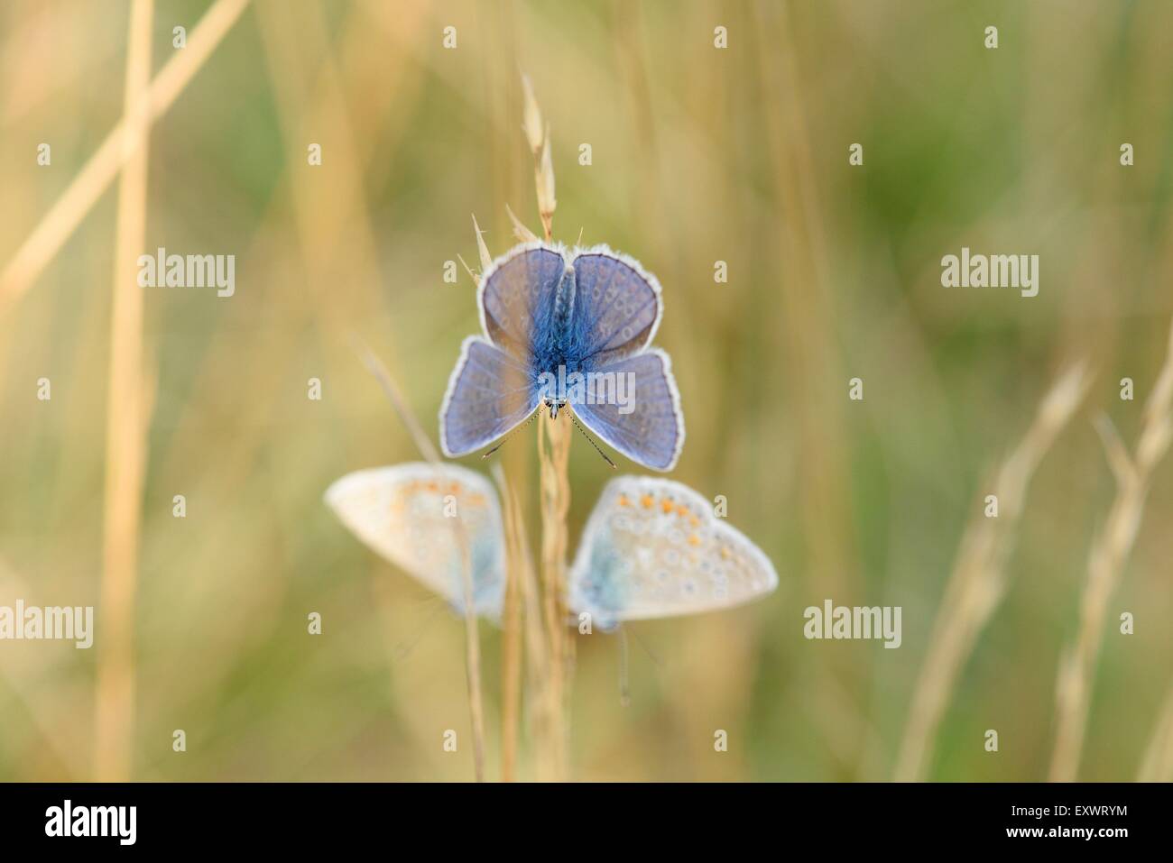 Three butterflies hi-res stock photography and images - Alamy