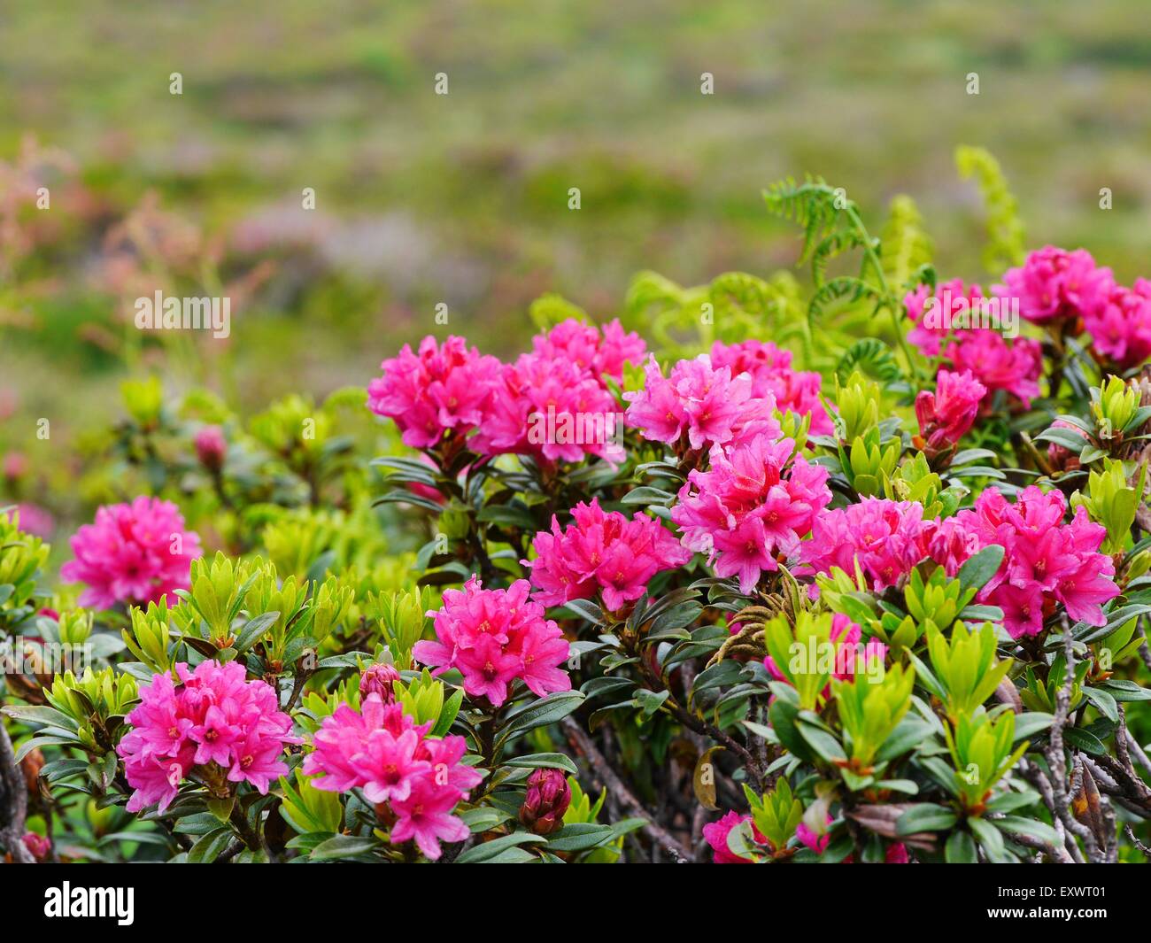 The rose italy hi-res stock photography and images - Alamy