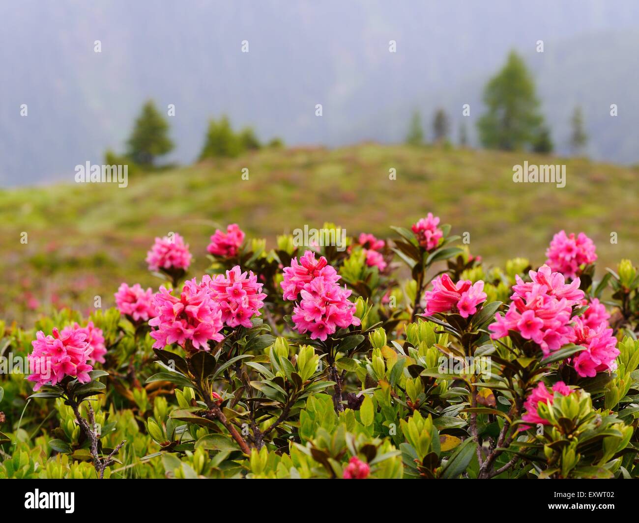 Alpine rose, Italy, Europe Stock Photo - Alamy