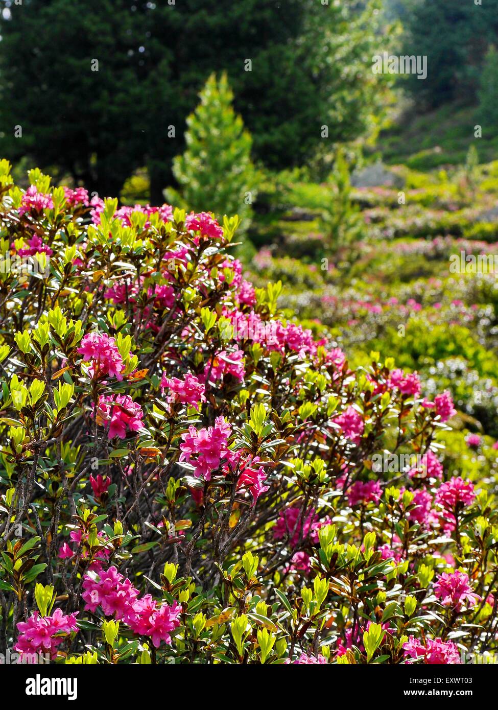 The rose italy hi-res stock photography and images - Alamy