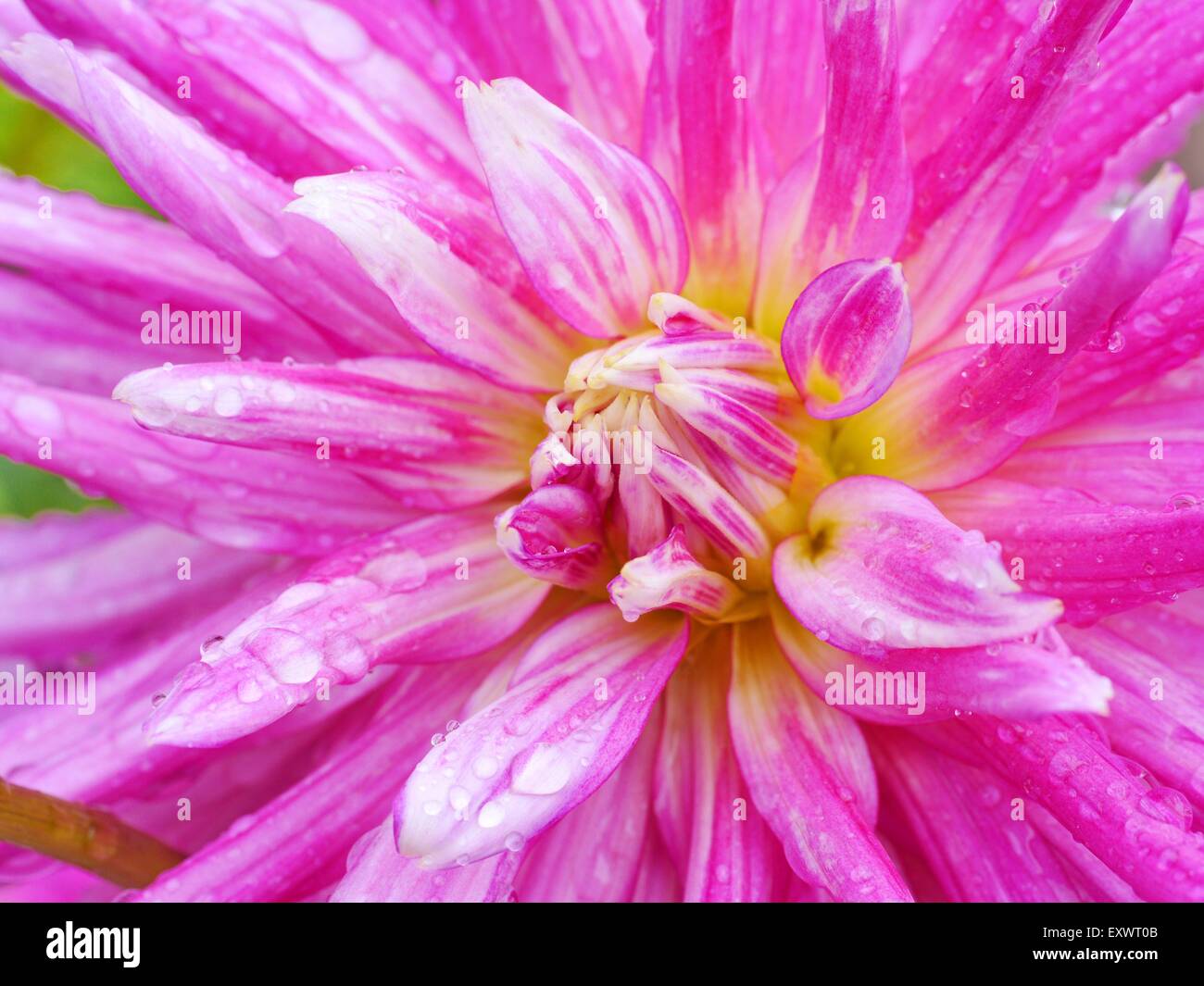 Dahlia in garden, Elsenfeld, Franconia, Bavaria, Germany, Europe Stock ...