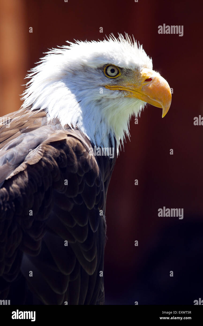 A beautiful North American Bald Eagle Stock Photo - Alamy