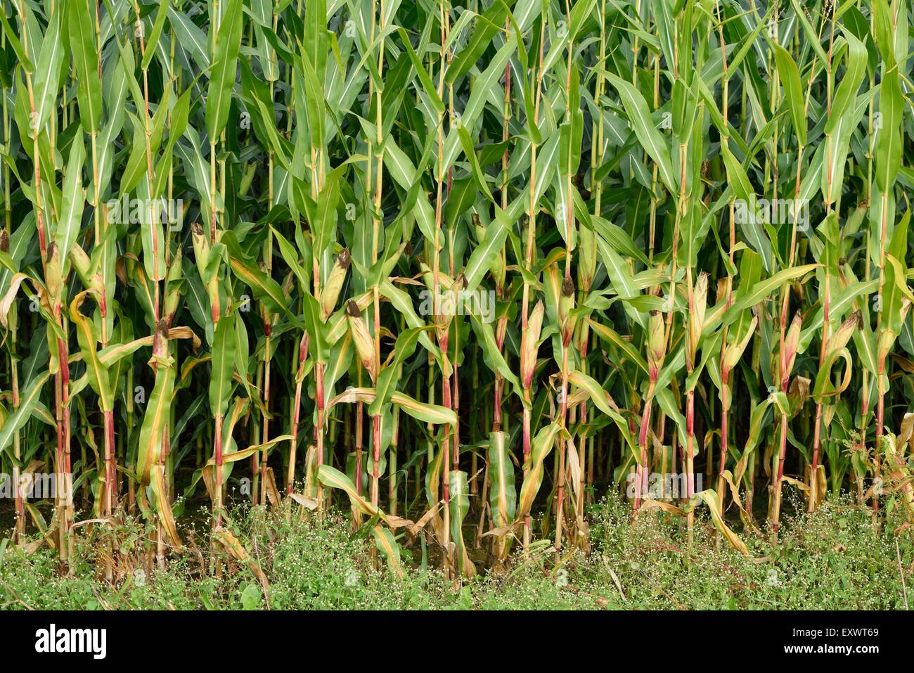 Maize plants in early autumn, Upper Palatinate, Bavaria, Germany Stock ...