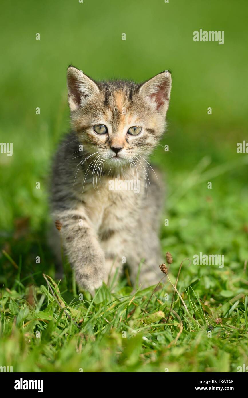 Domestic cat kitten on a meadow Stock Photo - Alamy