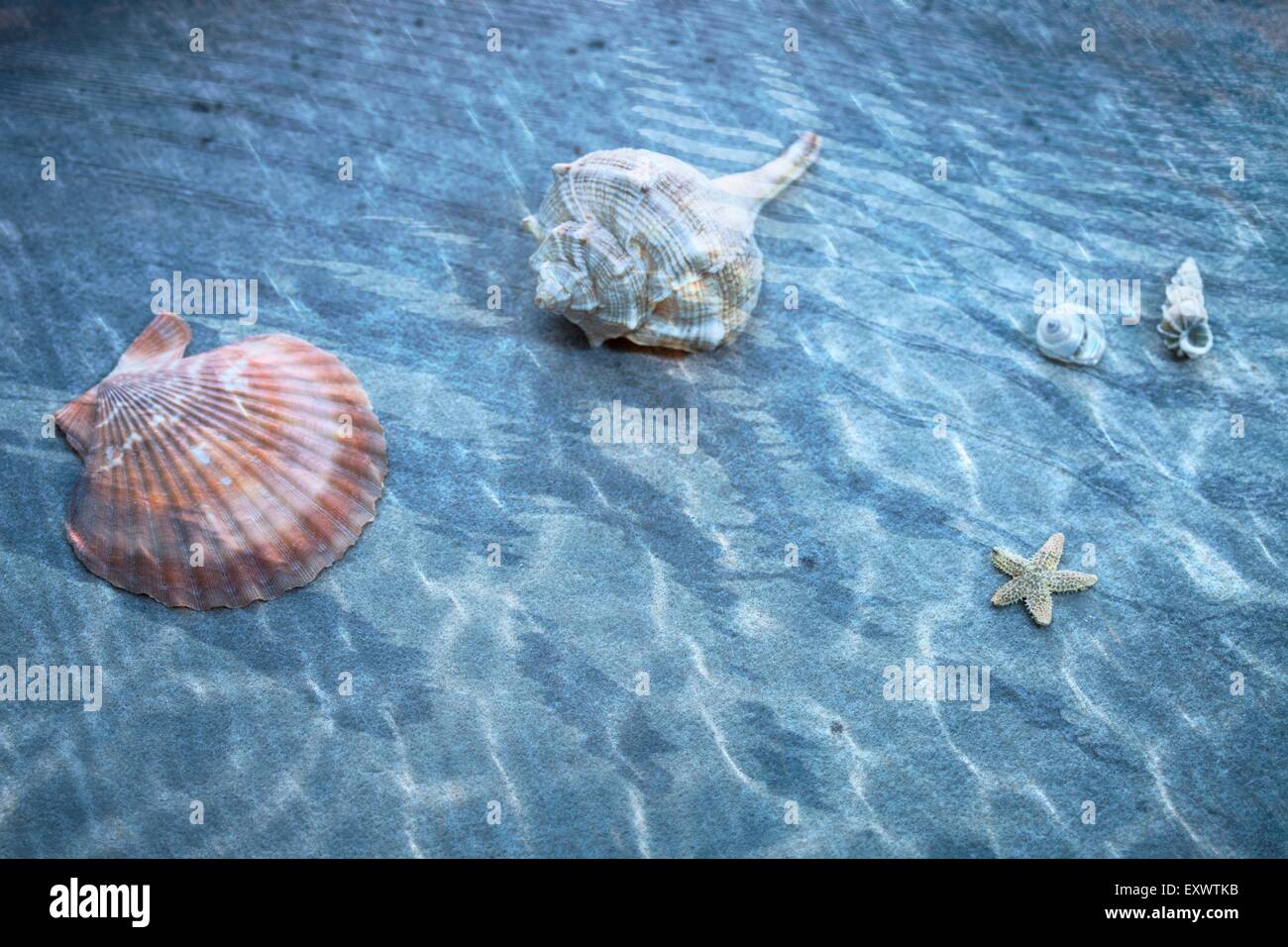 Swimming pool shell hi-res stock photography and images - Alamy