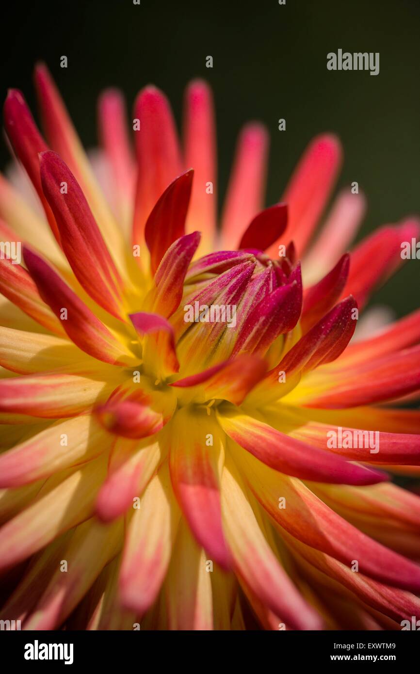 Blossom of a cactus dahlia Stock Photo - Alamy