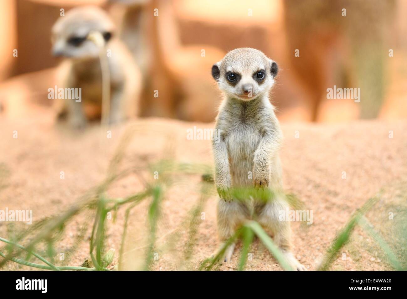 Two meerkat youngsters Stock Photo - Alamy