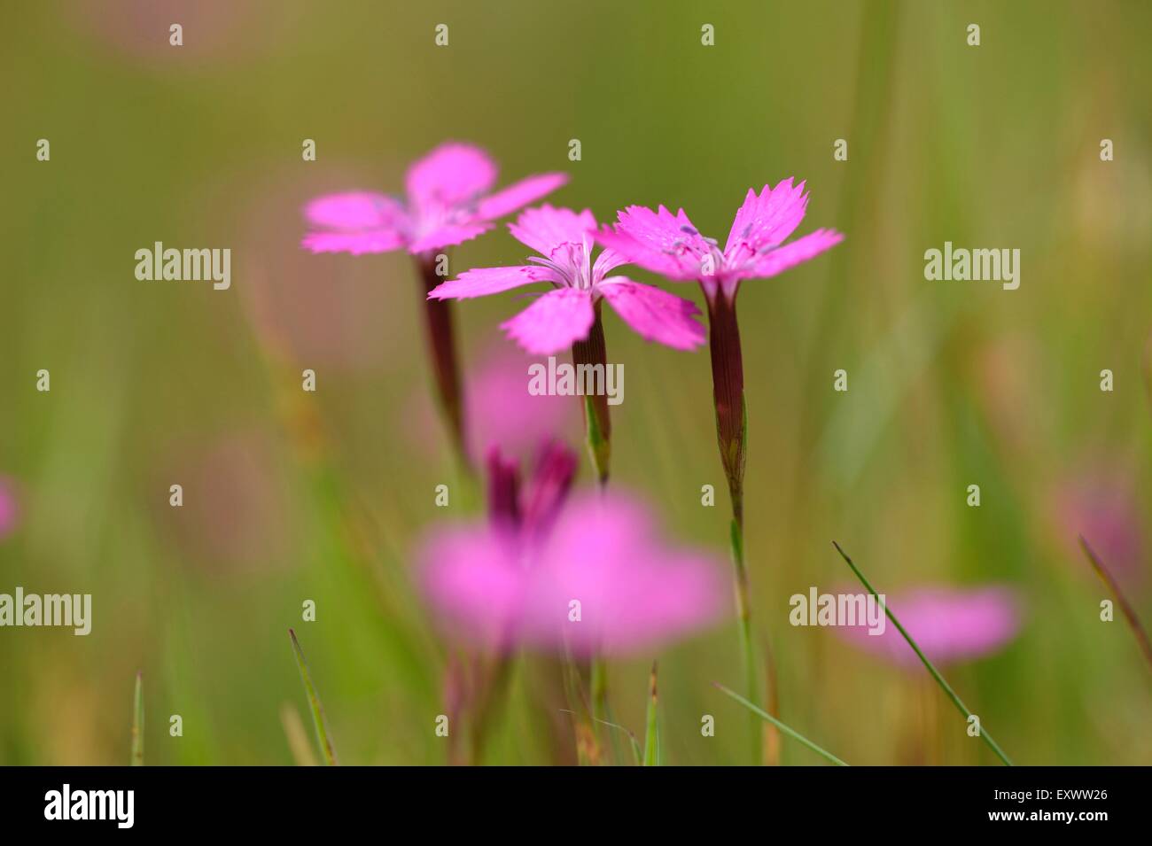 Selective colour selective color hi-res stock photography and images ...