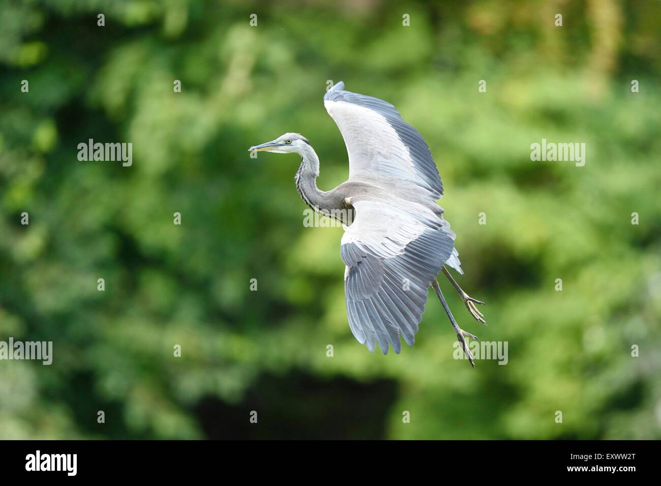 Flying grey heron Stock Photo - Alamy