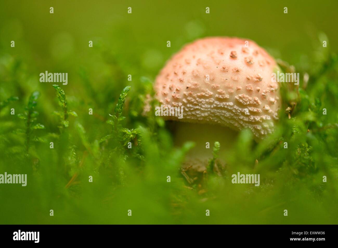 Blusher hi-res stock photography and images - Alamy