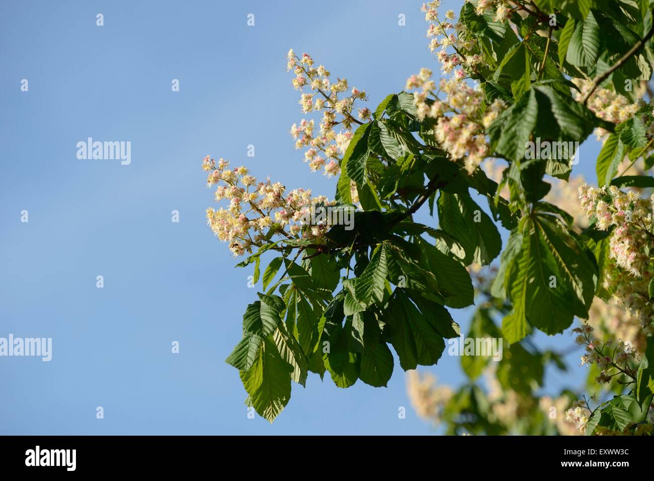 Conker tree blossoms Stock Photo - Alamy