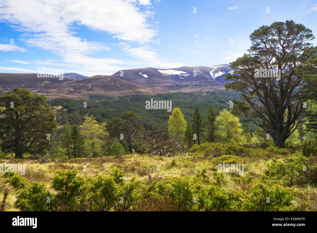Landscape in Glenmore Forest Park with Cairngorms in background ...