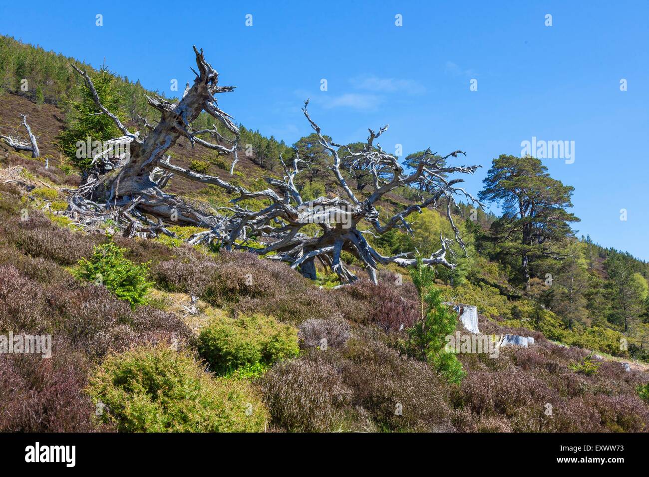 Horizontal format death dead horizontal format hi-res stock photography ...