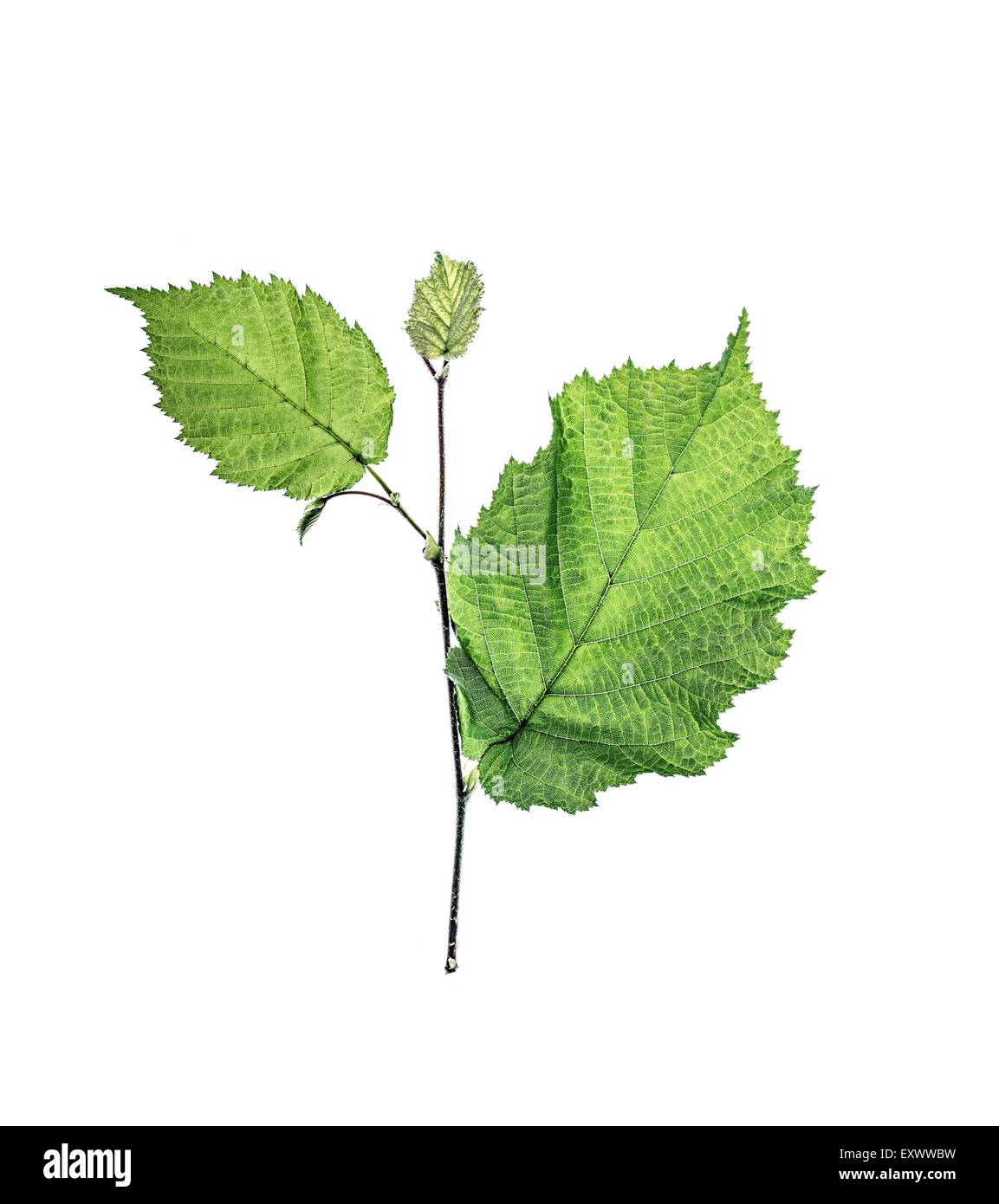 Beech tree leaf cutout hi-res stock photography and images - Alamy
