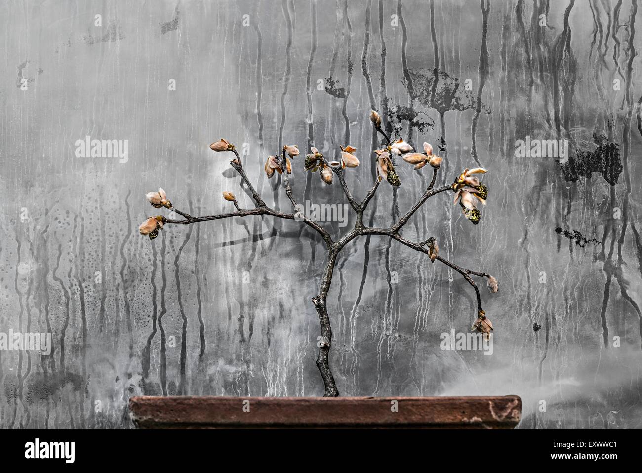 Indoor maple hi-res stock photography and images - Alamy