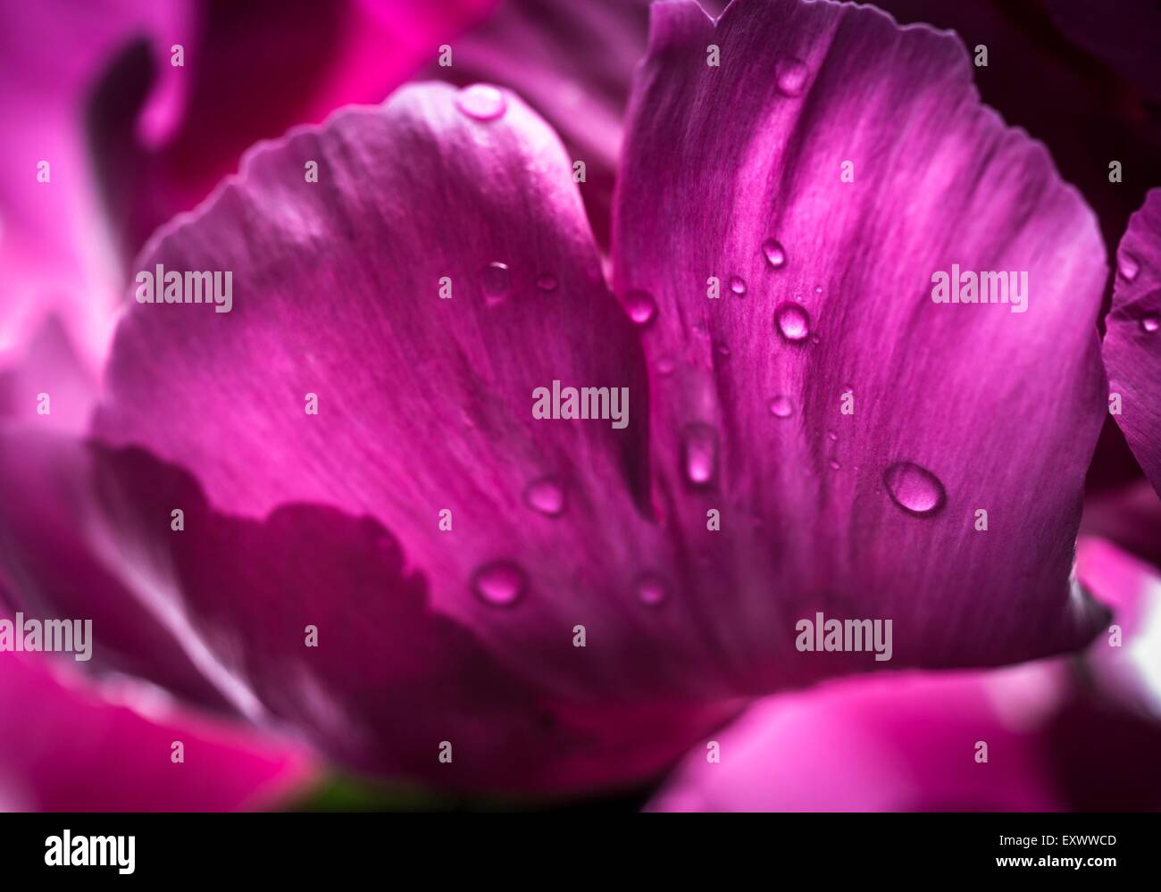 Violet peony hi-res stock photography and images - Alamy