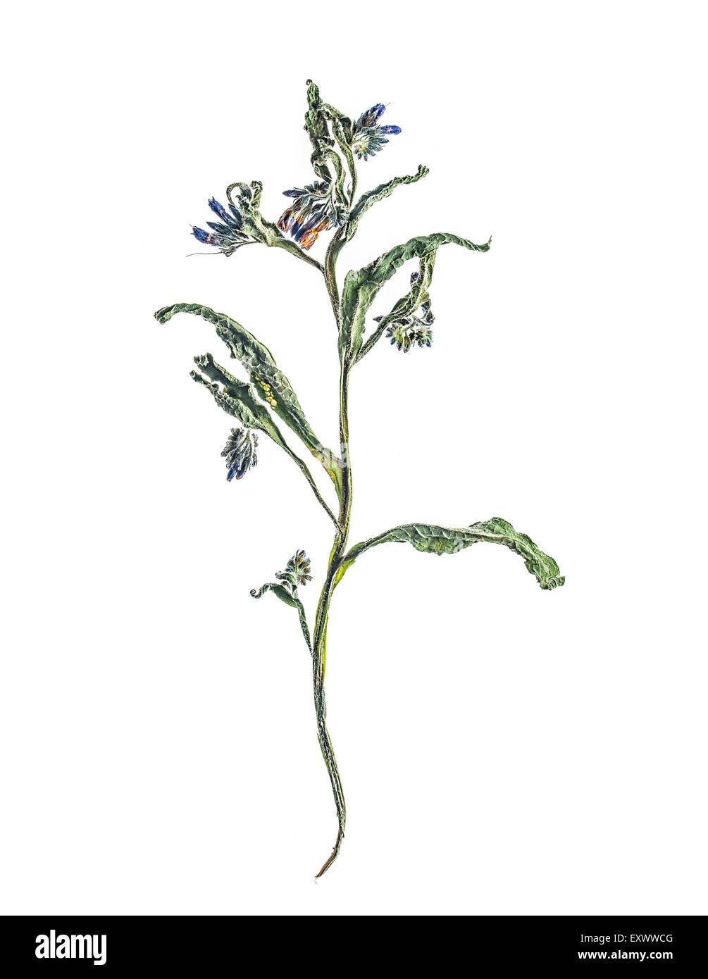 Withered colours hi-res stock photography and images - Alamy