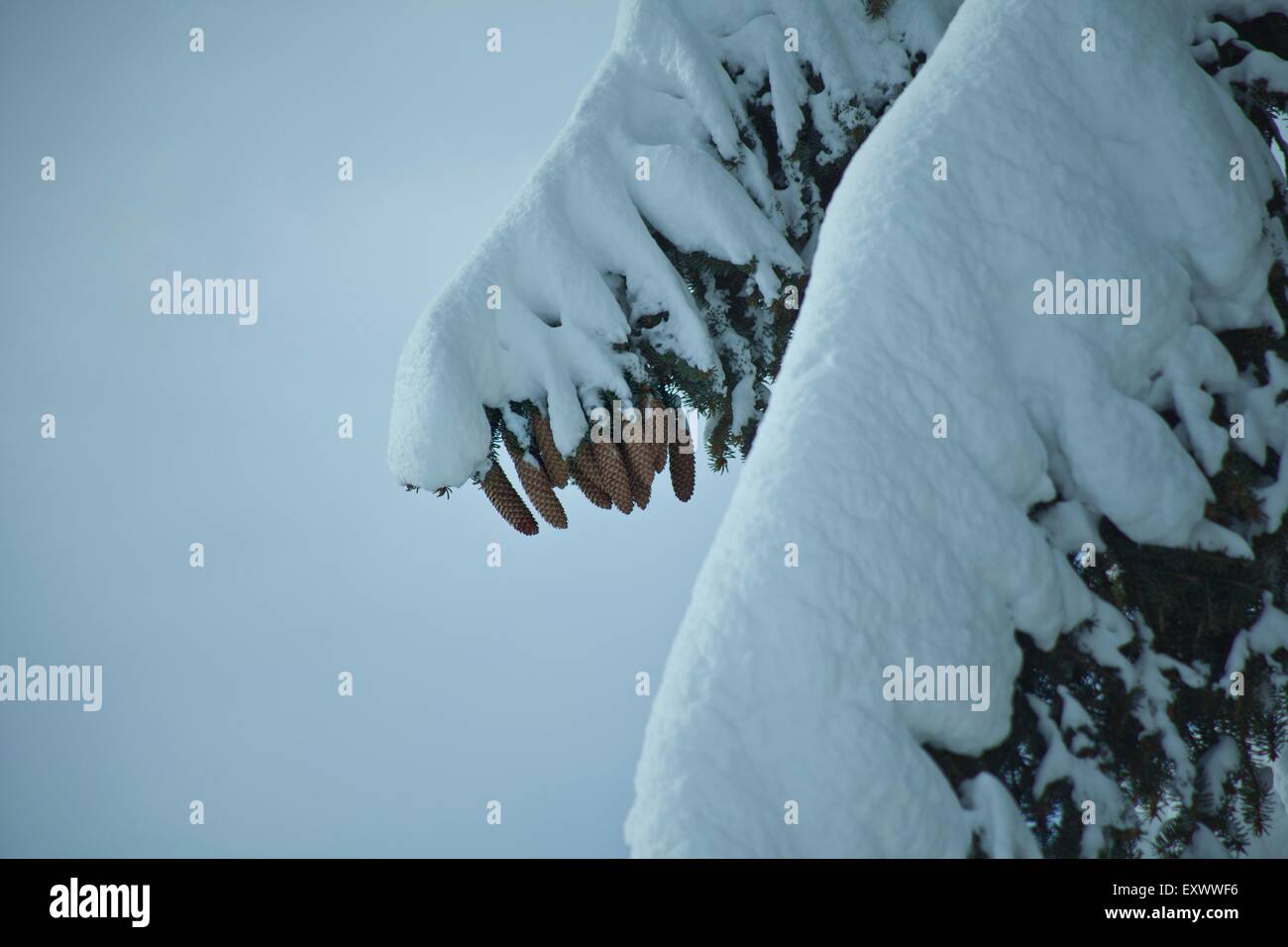 Twig of a spruce with snow, Tyrol, Austria, Europe Stock Photo - Alamy