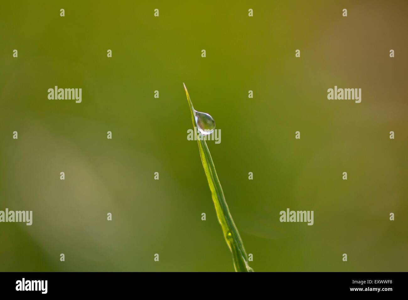 Dew drop on plants hi-res stock photography and images - Alamy