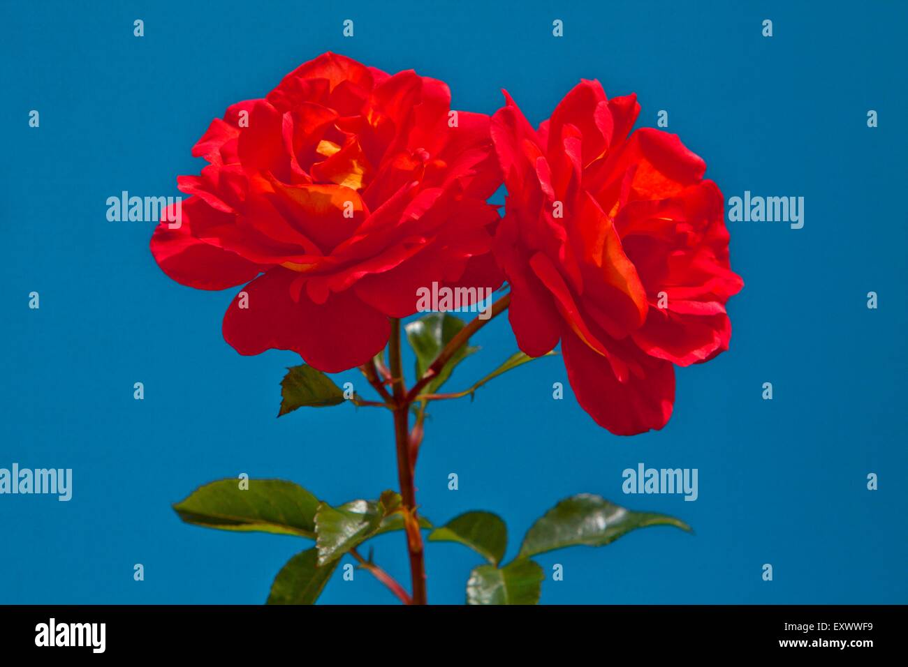 Two color roses hi-res stock photography and images - Alamy
