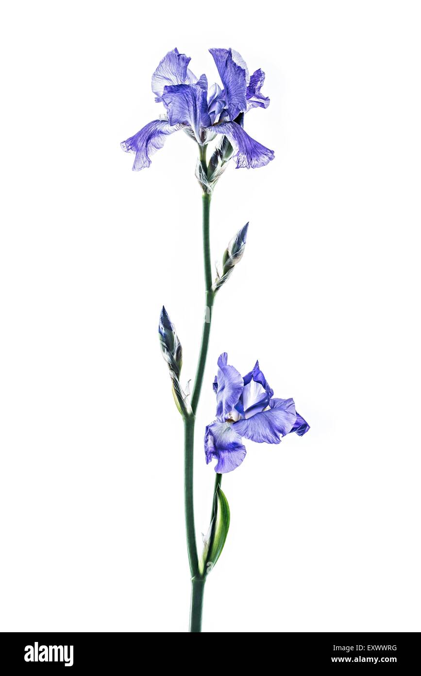 White blue iris in Cut Out Stock Images & Pictures - Alamy