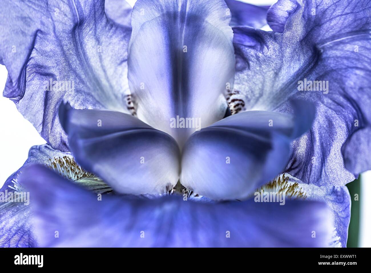 Iris lily hi-res stock photography and images - Alamy
