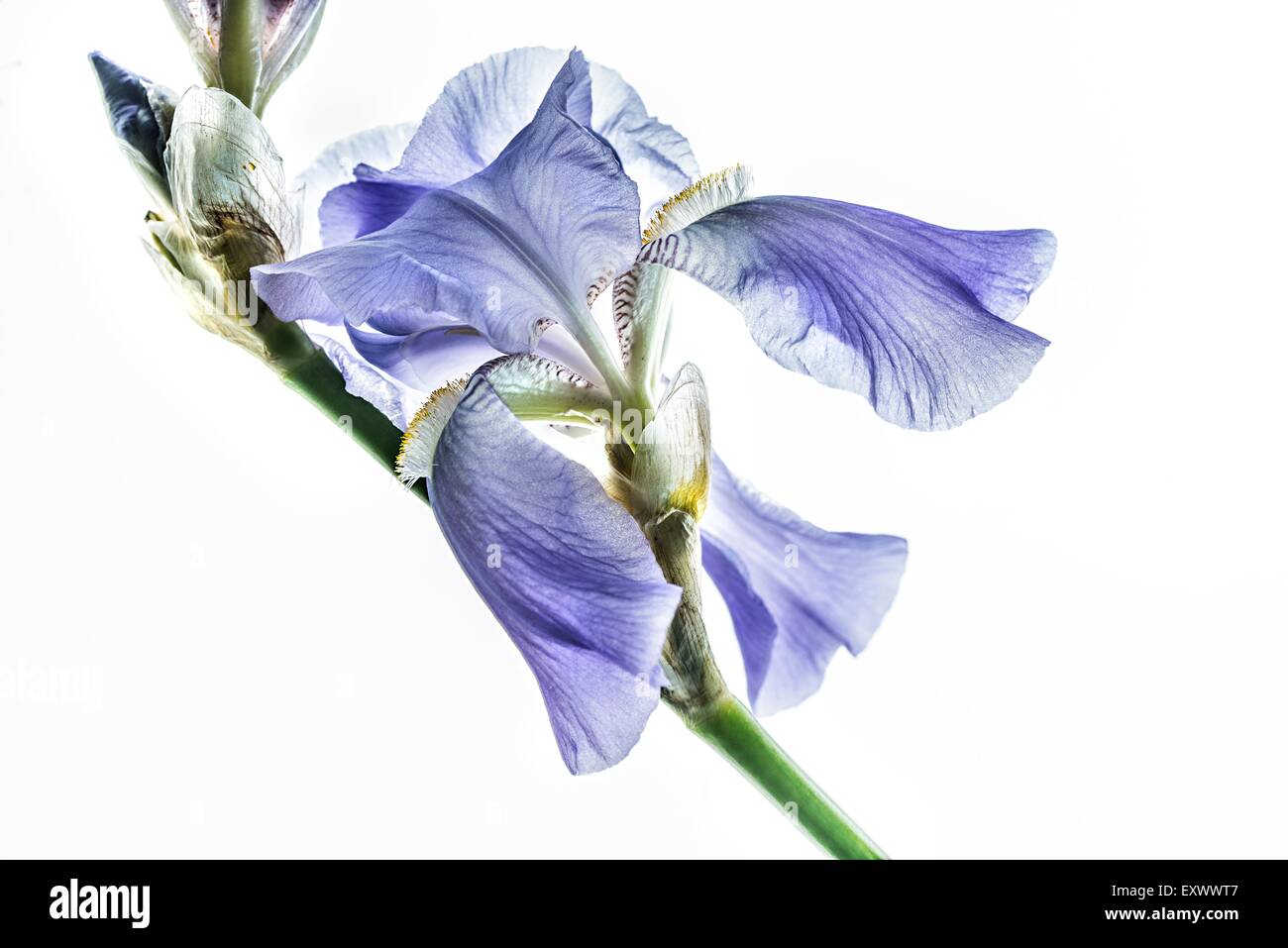 White blue iris in Cut Out Stock Images & Pictures - Alamy