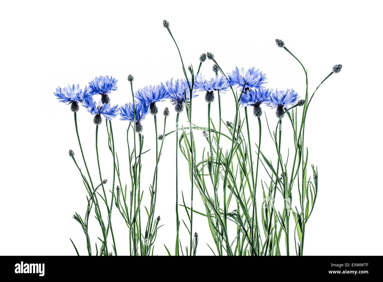 Cornflower colours hi-res stock photography and images - Alamy