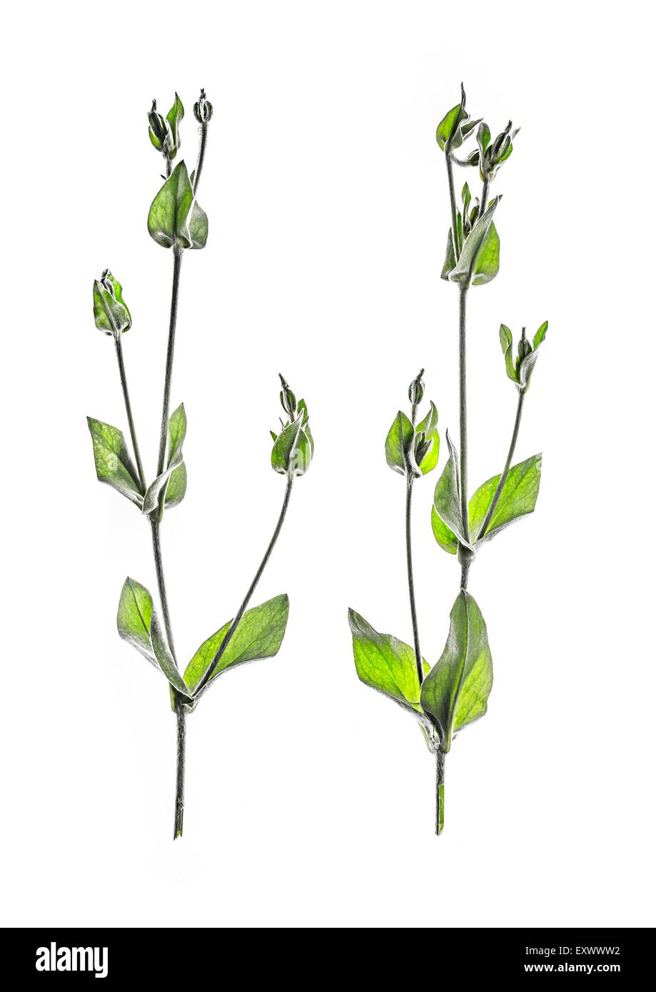 Red campion cutout hi-res stock photography and images - Alamy