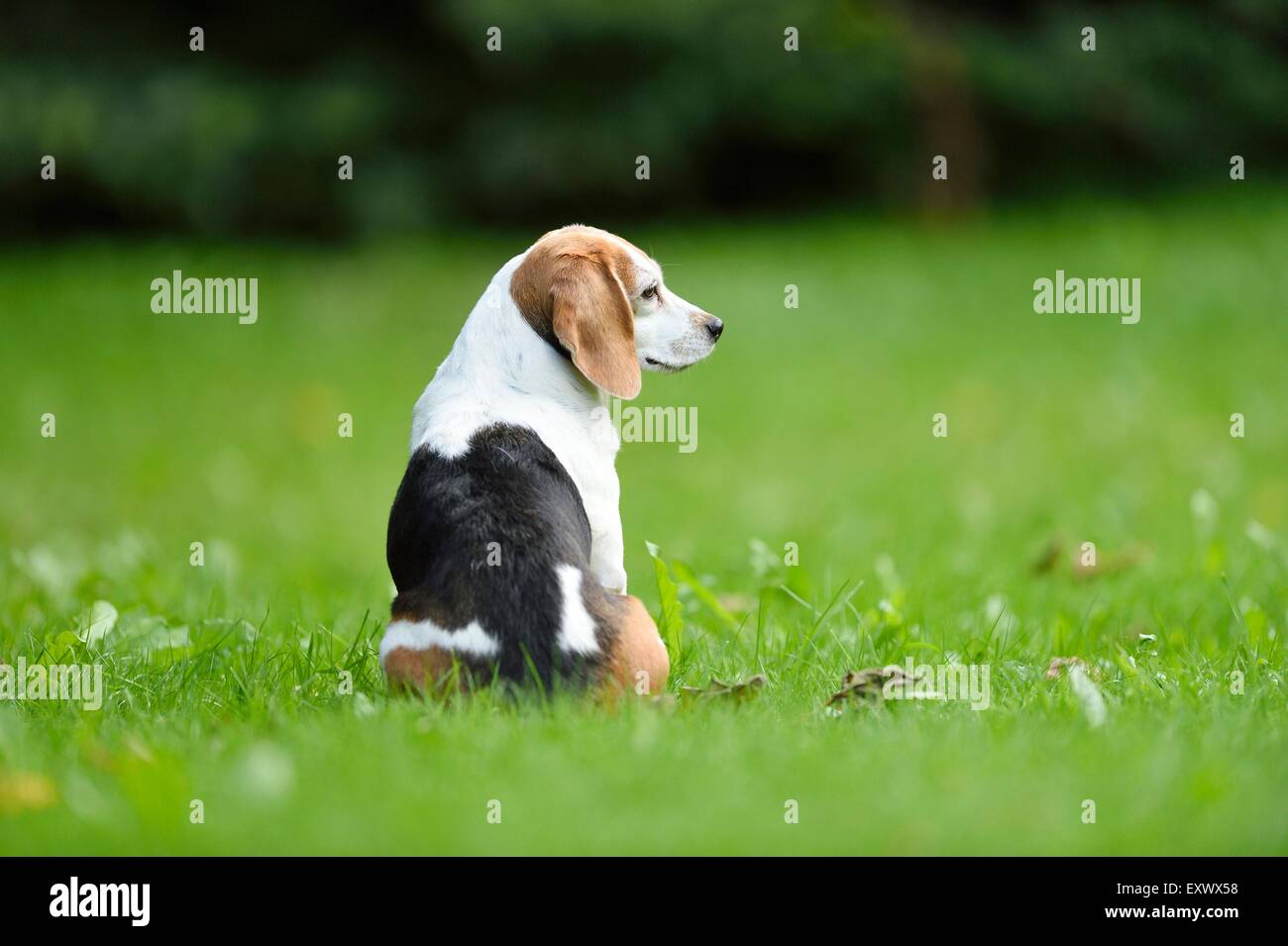 Beagle in garden, Upper Palatinate, Bavaria, Germany, Europe Stock ...